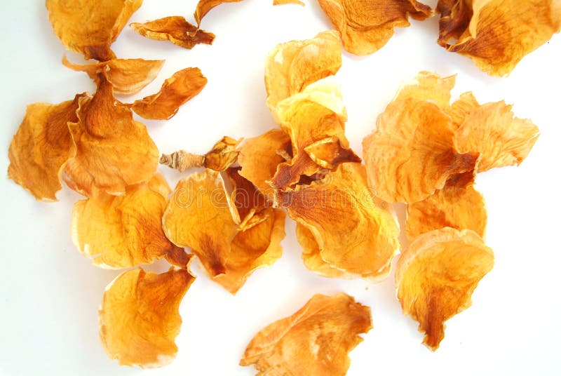 Dead yellow jacket wasps stock photo. Image of animals - 28684756