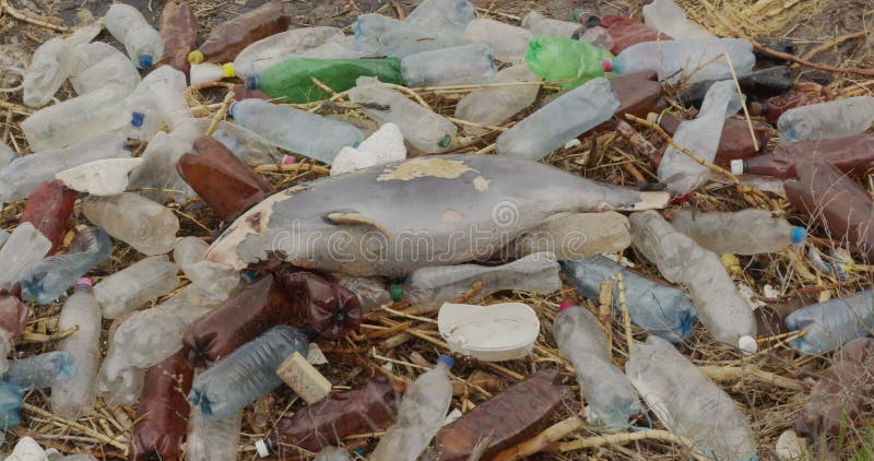 Dead Young Dolphin on the Sea Shore Next To the Discarded Mask and ...