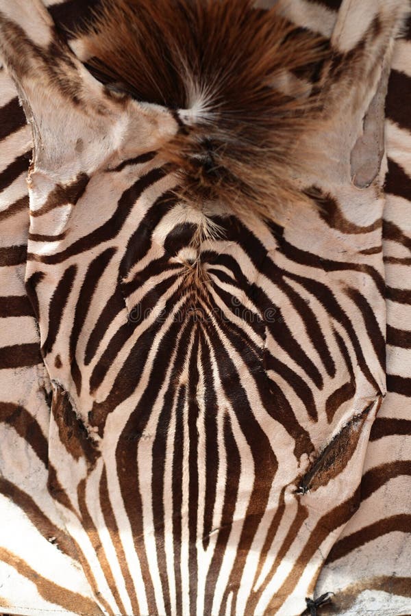 Dead zebra skin stock photo. Image of fuzz, fashionable - 4548076