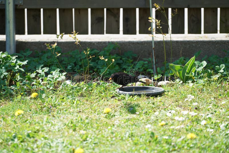 Deadfall in the Backyard of a House during the Daytime Stock Image ...