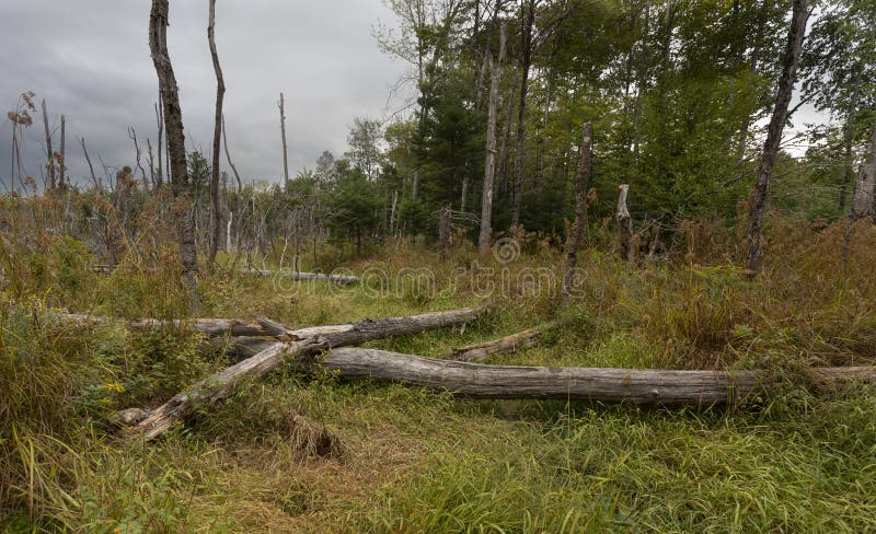 Maine Marsh with Lots of Dead Trees Stock Image - Image of fauna, brown ...