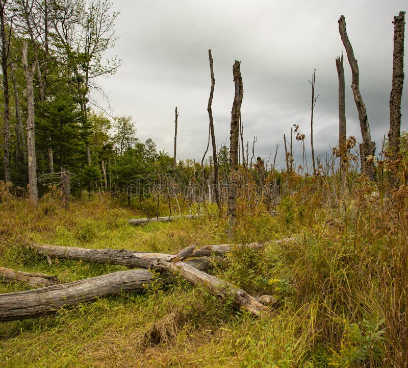 Maine Marsh with Lots of Dead Trees Stock Image - Image of fauna, brown ...