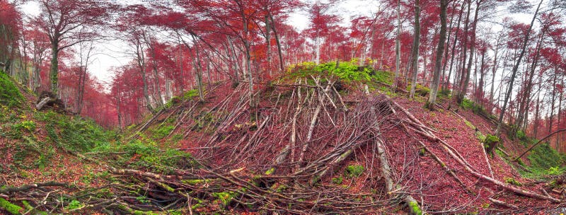 Deadfall at the Ukrainian Carpathians Stock Image - Image of nature ...