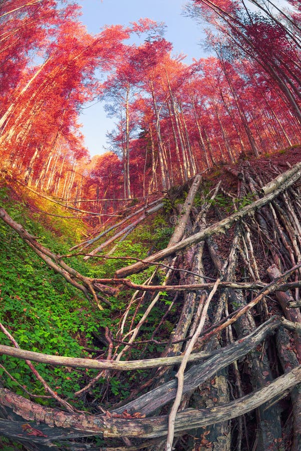 Deadfall at the Ukrainian Carpathians Stock Image - Image of nature ...
