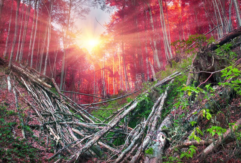 Deadfall at the Ukrainian Carpathians Stock Image - Image of nature ...