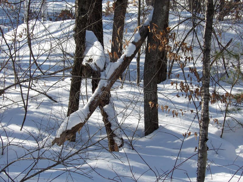 Deadfall winter cross stock image. Image of street, trail - 211203013