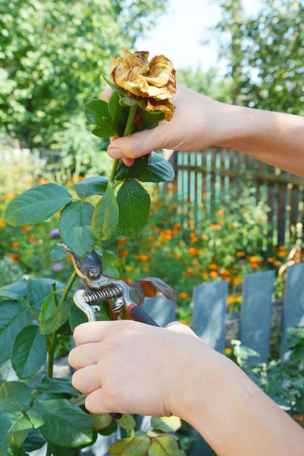 Deadheading Roses. Deadheading is One of the Easiest Forms of Pruning ...