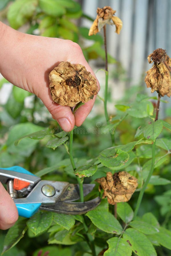Deadheading Roses Flowers. Gardener Cut Old Roses Flowers Stock Image ...