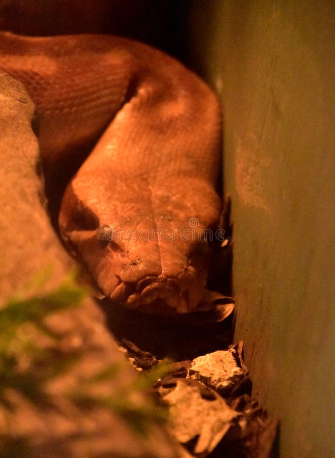 Deadly Blood Python Snake with Its Head Down Stock Photo - Image of ...