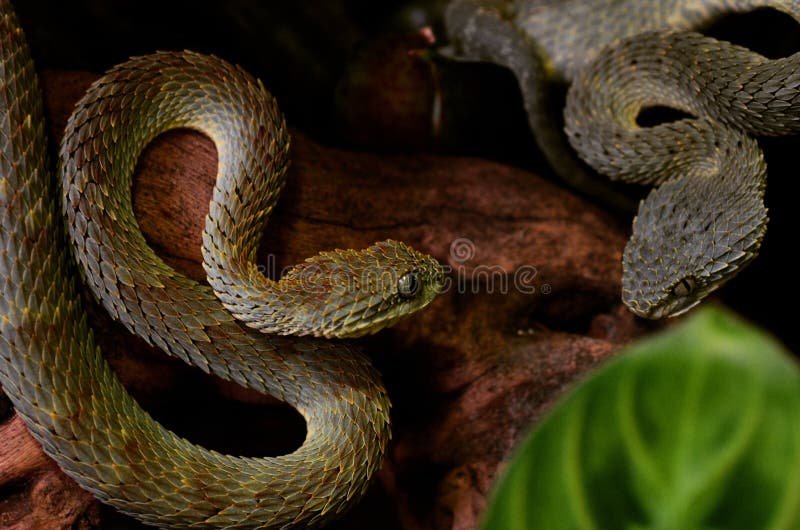 Bush Viper / Atheris Squamigera Stock Image - Image of scales, vipers ...