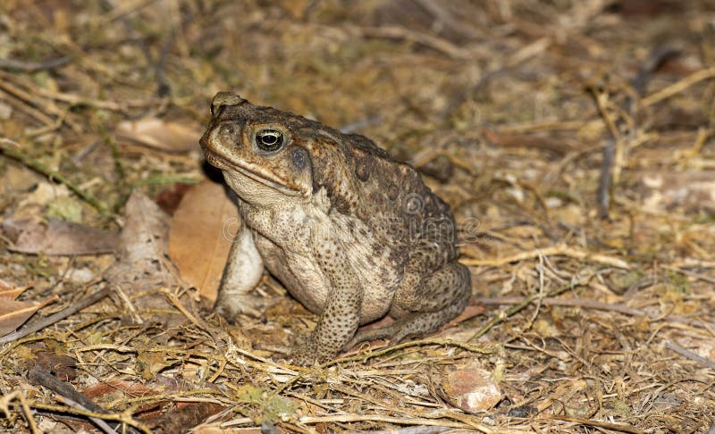 A deadly cane toad . stock photo. Image of queensland - 285283038