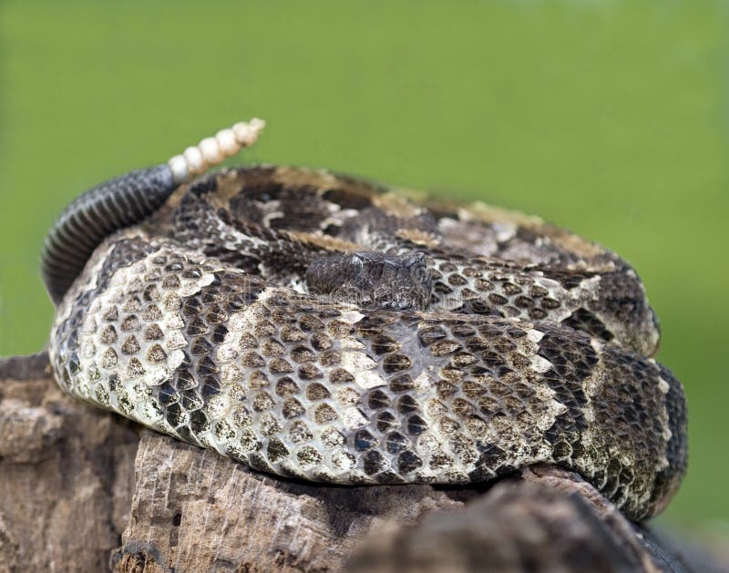 Deadly eyes stock image. Image of strike, deadly, rattler - 8420209