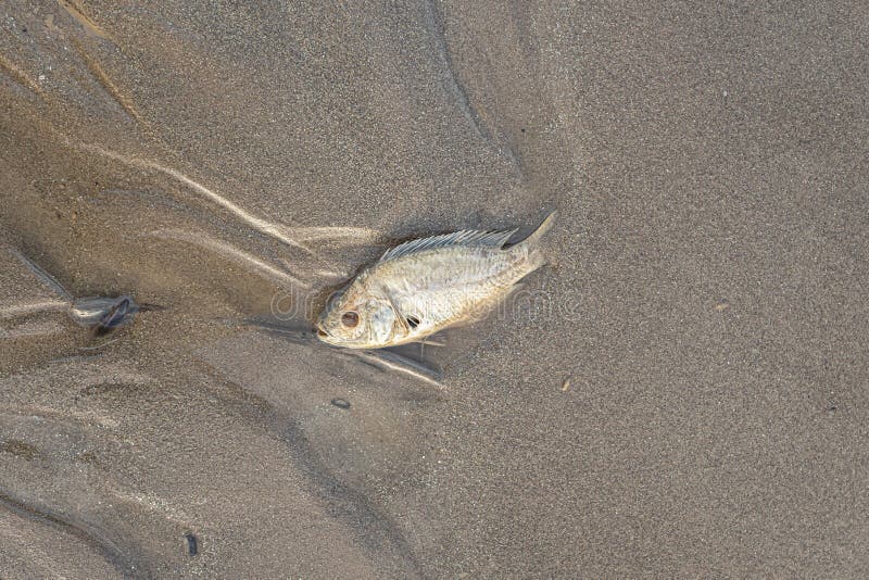 Deadly Fish Stranded on Sand Stock Photo - Image of problem ...