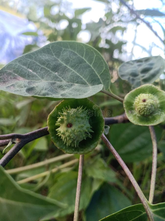 Deadly fruit stock photo. Image of dangerous, fruit - 261653056