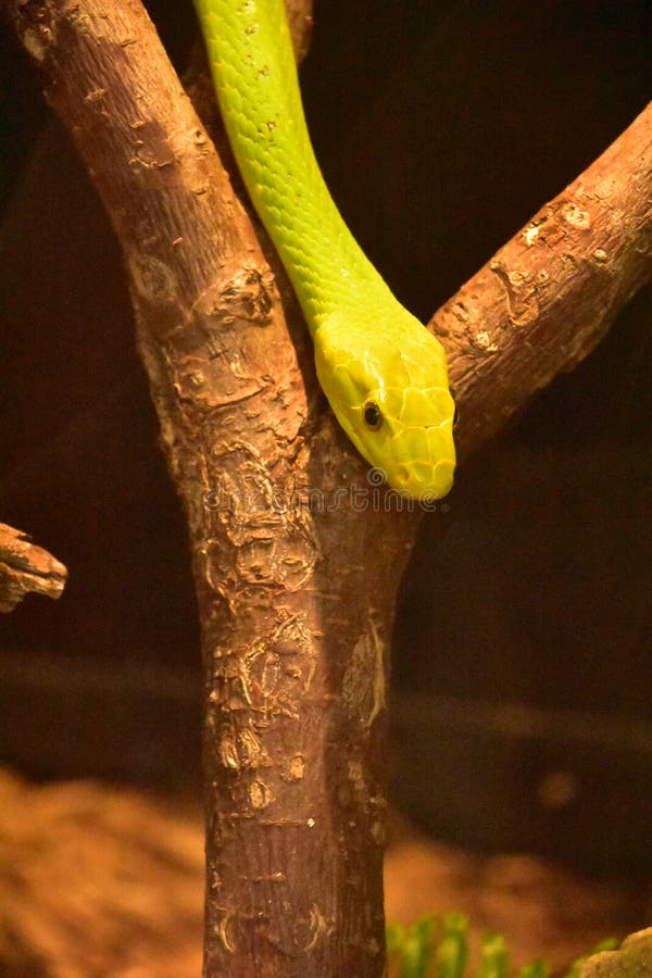 Deadly Green Mamba Snake in a Tree Stock Photo - Image of nature, macro ...