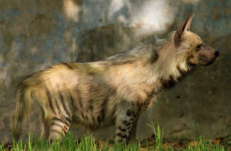 Deadly hyena stock photo. Image of crocuta, africa, ugly - 19844334