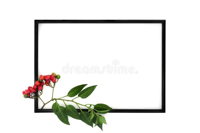 Deadly Nightshade Plant Background Frame Stock Image - Image of leaves ... Deadly Nightshade Plant Background Frame Stock Image - Image of leaves ...