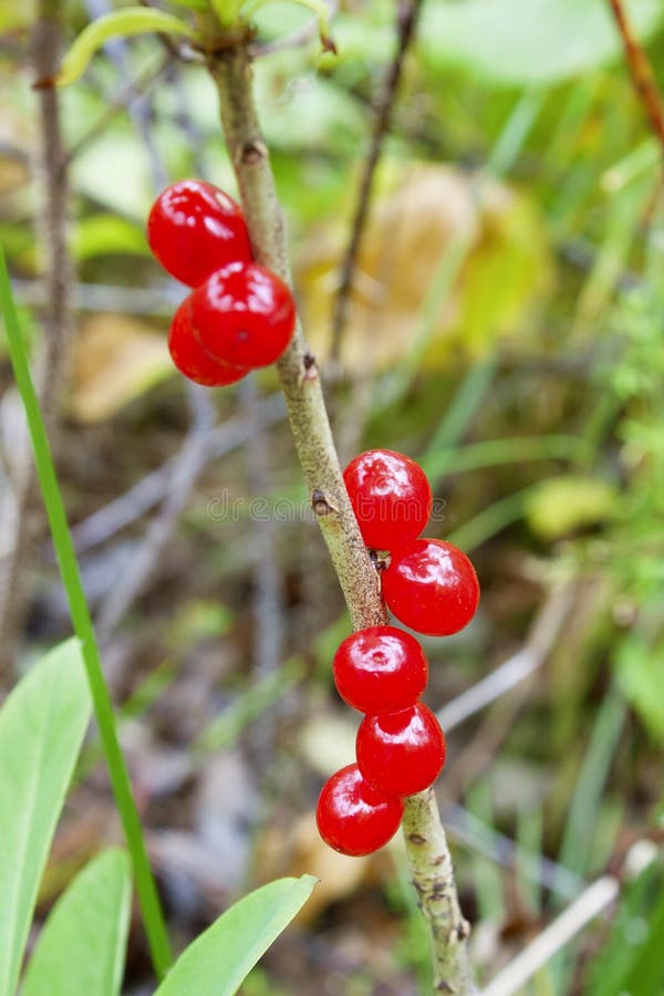 Deadly poisonous berry stock photo. Image of green, summer - 15953244