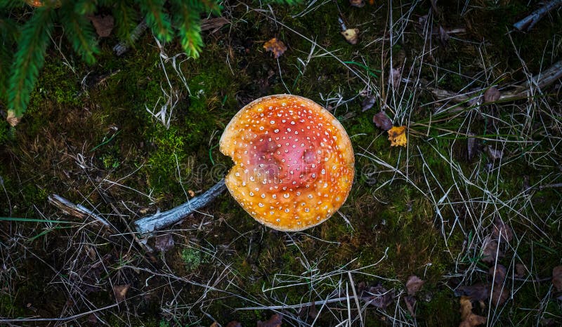 Deadly Red Toadstool Growing in Moody Grautumn Forests Stock Image ...