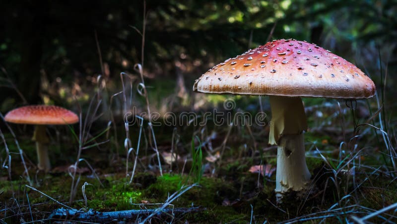 Deadly Red Toadstool Growing in Moody Grautumn Forests Stock Photo ...