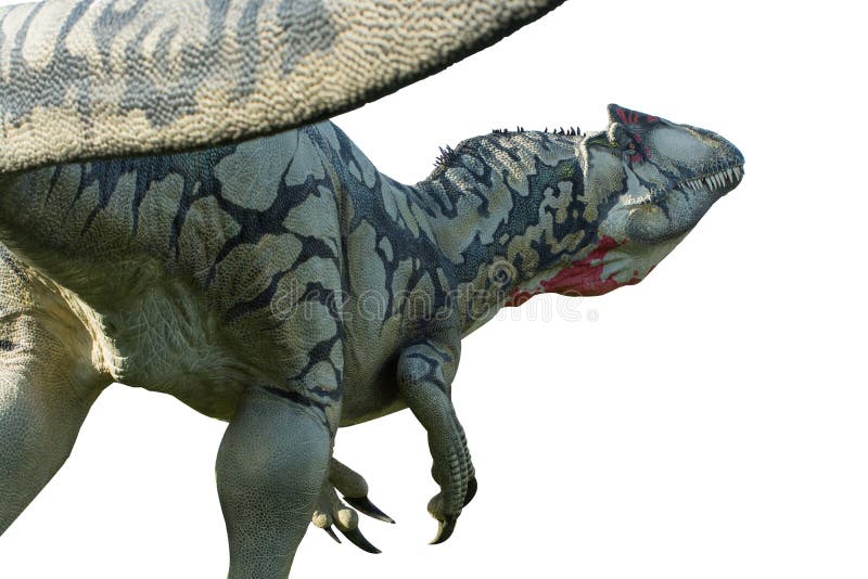 Allosaurus on White Background Ready To Attack Stock Image - Image of ...