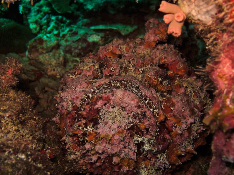 Deadly Stone Fish Great Barrier Reef Australia Stock Photo - Image of ...