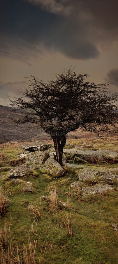 Deadly Storm Hitting Single Tree on Dartmoor National Park Devon Stock ...