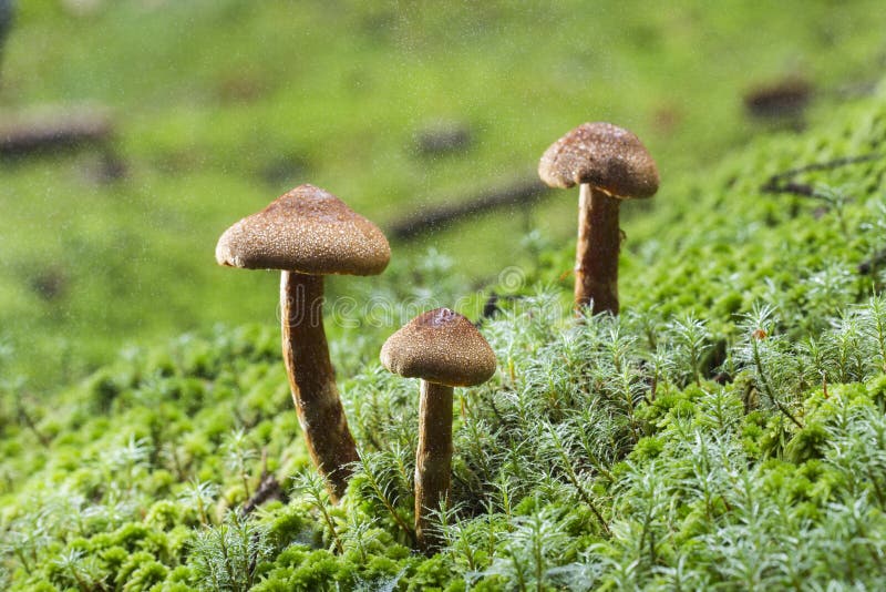 Deadly Webcap Mushrooms In Rain Stock Photo - Image of grow, golden ...