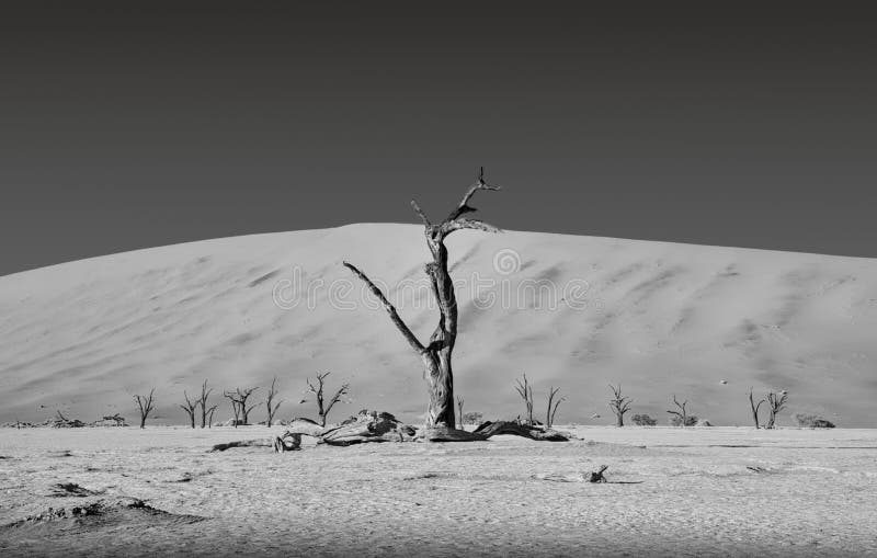 Deadvlei Tree stock image. Image of naukluft, flat, landscape - 107535569