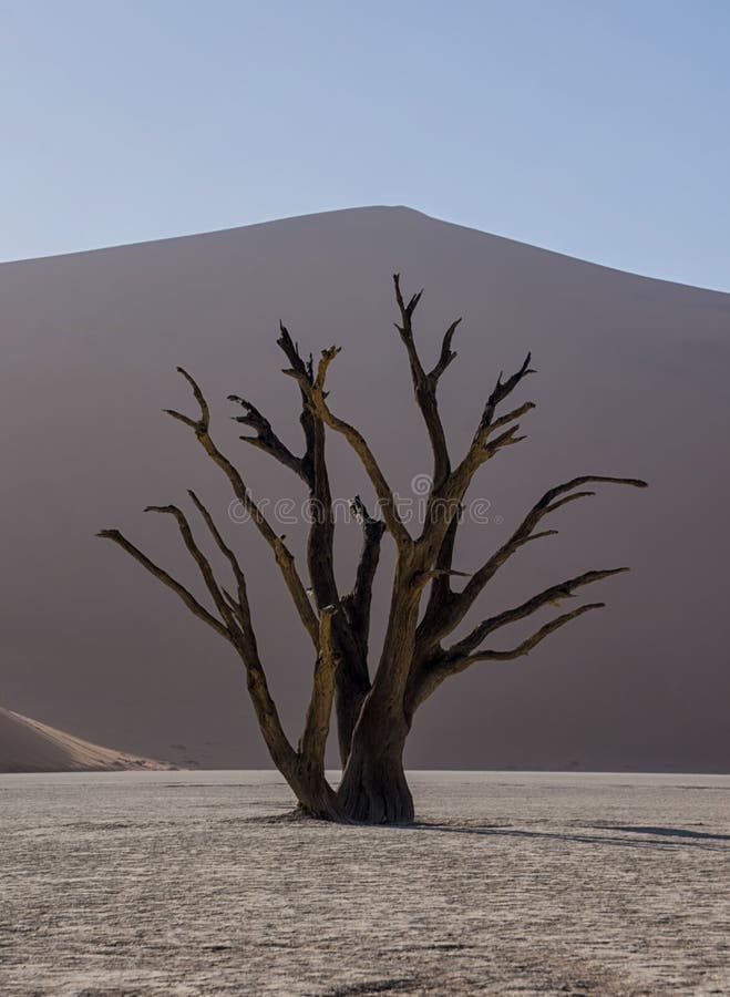 Deadvlei Tree stock image. Image of deadvlei, africa - 107536015