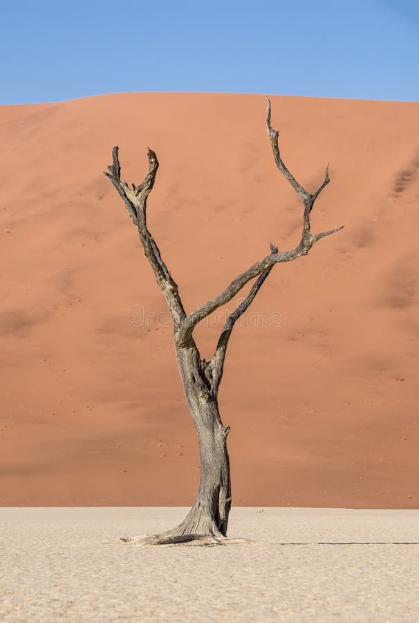 Deadvlei Tree stock image. Image of sand, deadwood, naukluft - 107536153