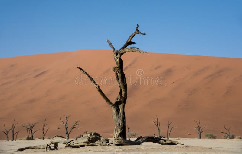 Deadvlei Tree stock photo. Image of sunny, orange, naukluft - 107536202