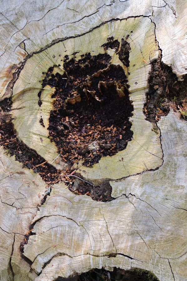 Deadwood stock photo. Image of deadwood, cutted, cross - 147404716