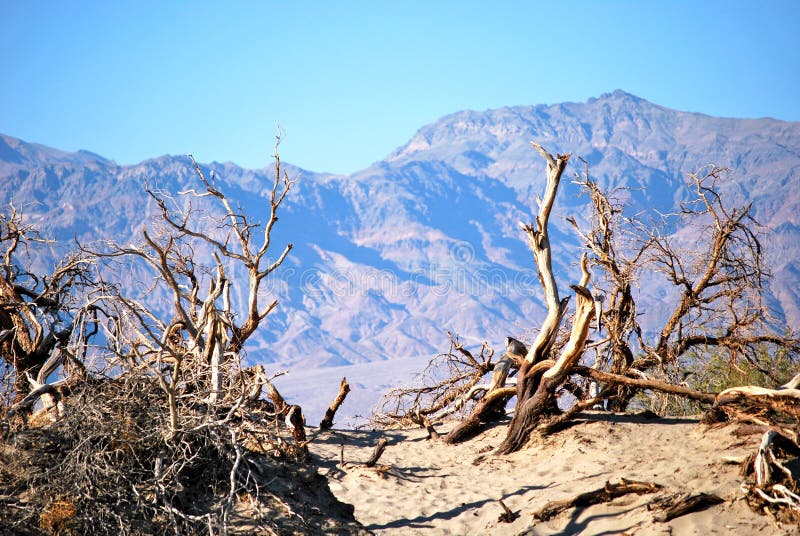 Human Skull in Killing Fields Stock Photo - Image of rouge, catacomb ...