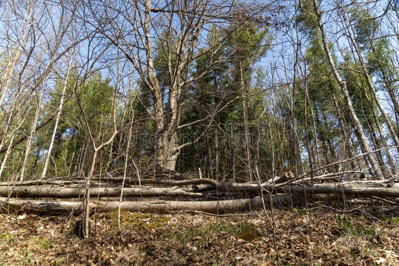 Deadwood in the Forests of Canada Stock Photo - Image of autumn ...