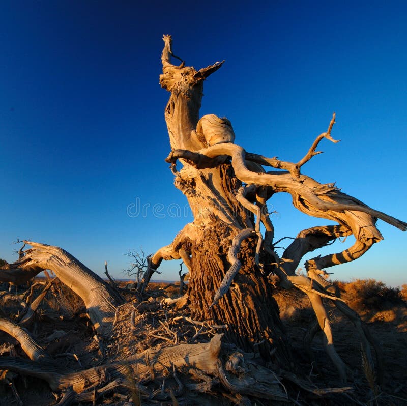 The Pilbara Region of Western Australia Stock Image - Image of growth ...