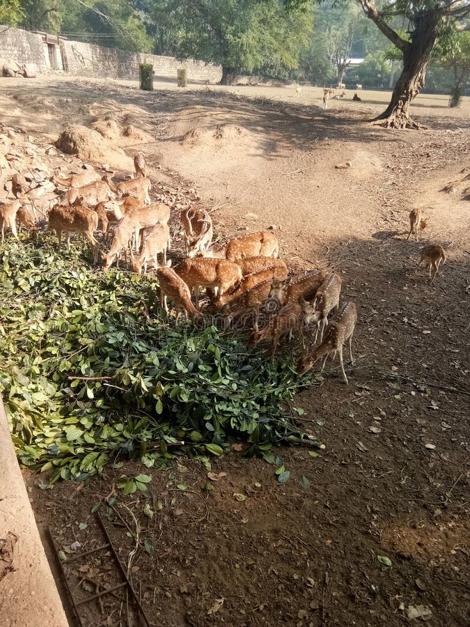 Dear stock photo. Image of leaf, eating, dear, guwahati - 109850010