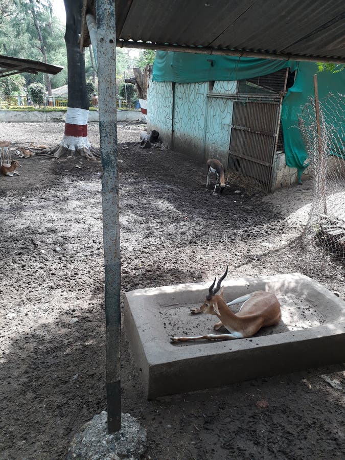 Dear stock image. Image of male, nature, dear, animal - 122870053