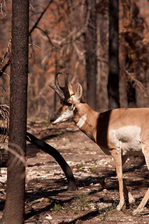 6,205 Dear Animal Stock Photos - Free & Royalty-Free Stock Photos from ...