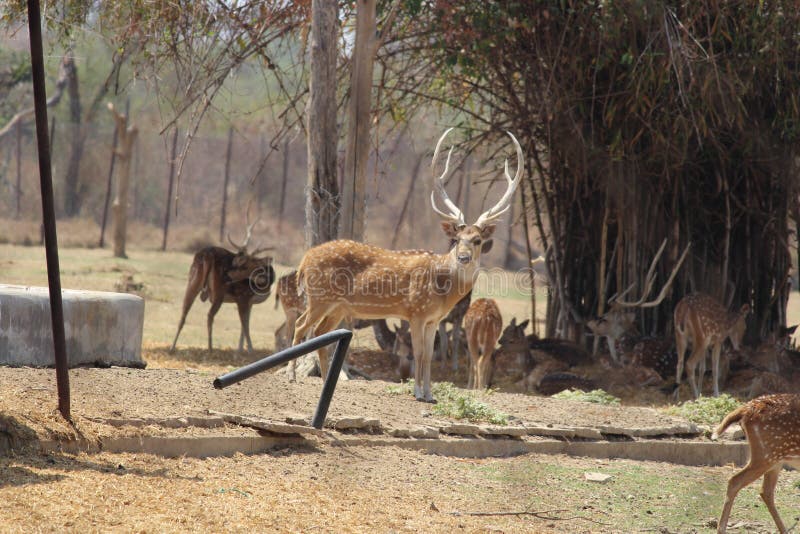 Dear stock image. Image of eyes, forest, dear, animal - 93147675