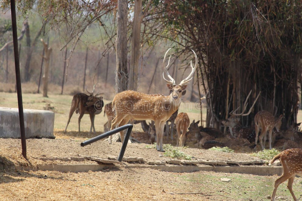 Dear stock image. Image of eyes, forest, dear, animal - 93147675