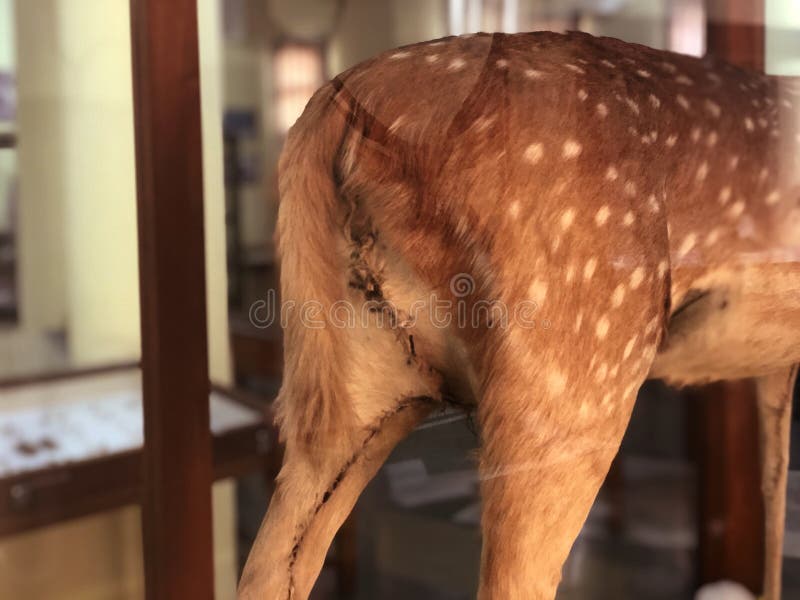 Dear Back Pose Sewing by Threads into the Museum Editorial Photo ...