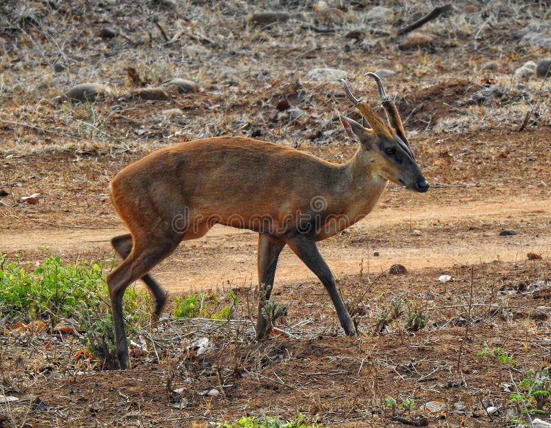 Dear stock photo. Image of gopinatham, karnataka, forest - 150651674