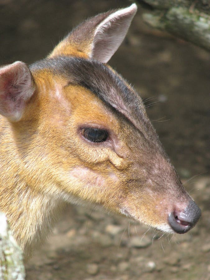 Dear Deer stock photo. Image of nature, gentle, brown - 10714608