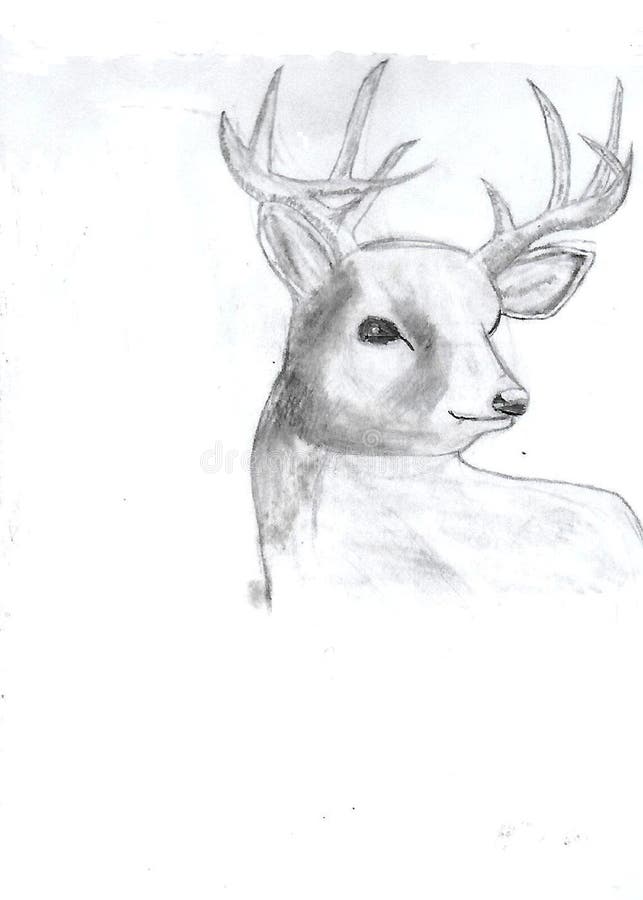 Dear drawing stock illustration. Illustration of beautiful - 88137874