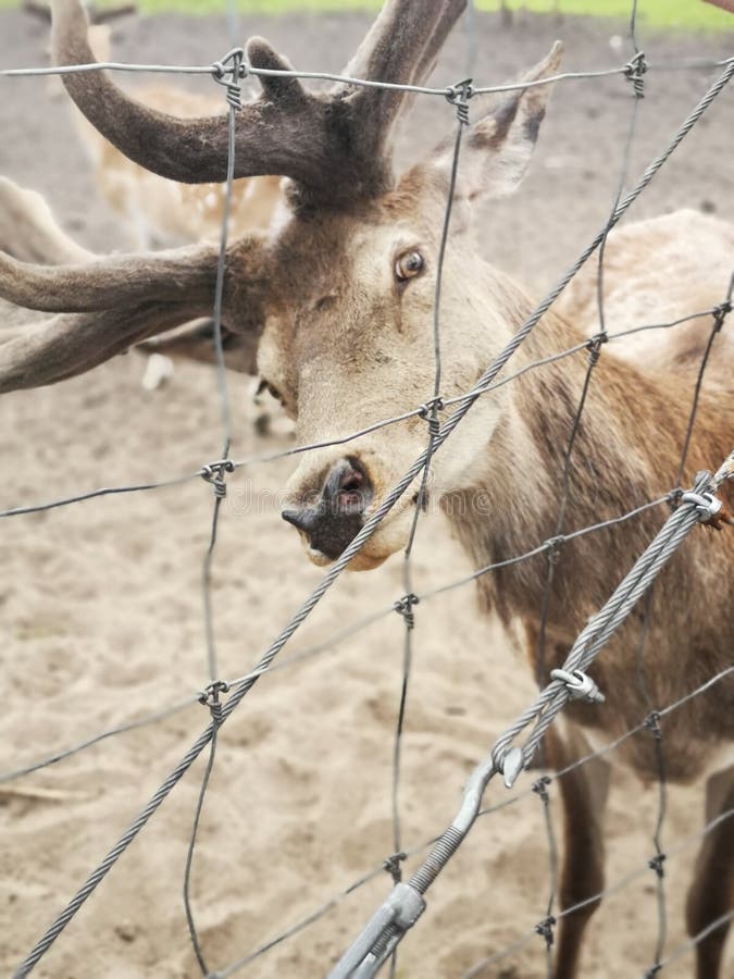 Dear eating apple stock photo. Image of branch, wood - 185957252