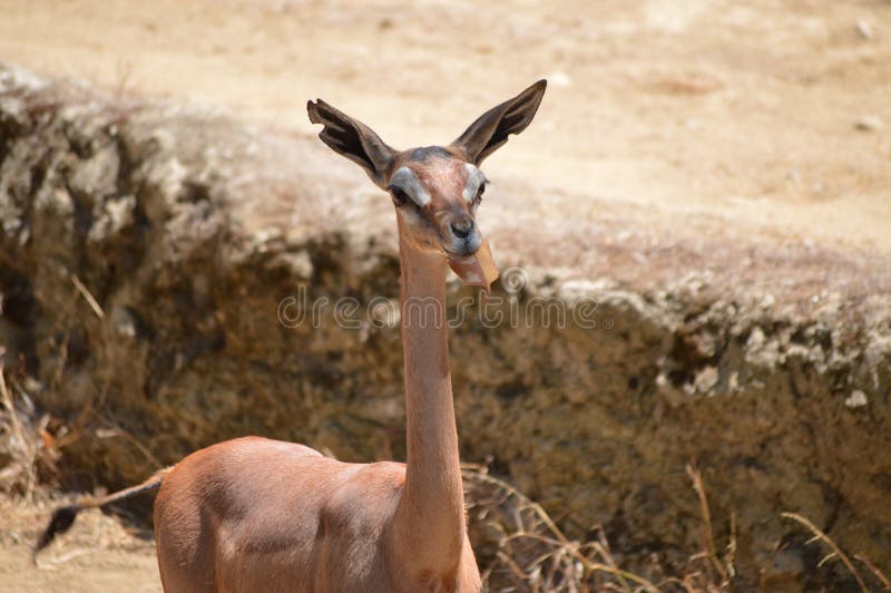Dear Eating a Leaf stock image. Image of eating, dear - 75929527
