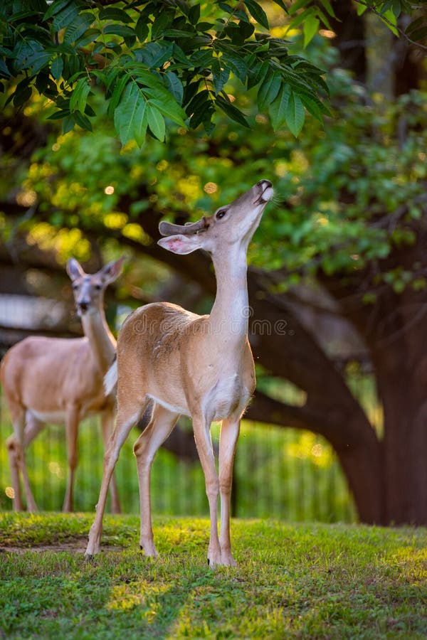 Dear Eating Tree Leaves stock image. Image of safari - 314552445