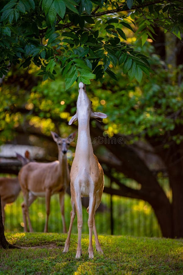 Dear Eating Tree Leaves stock photo. Image of sunrise - 314552452