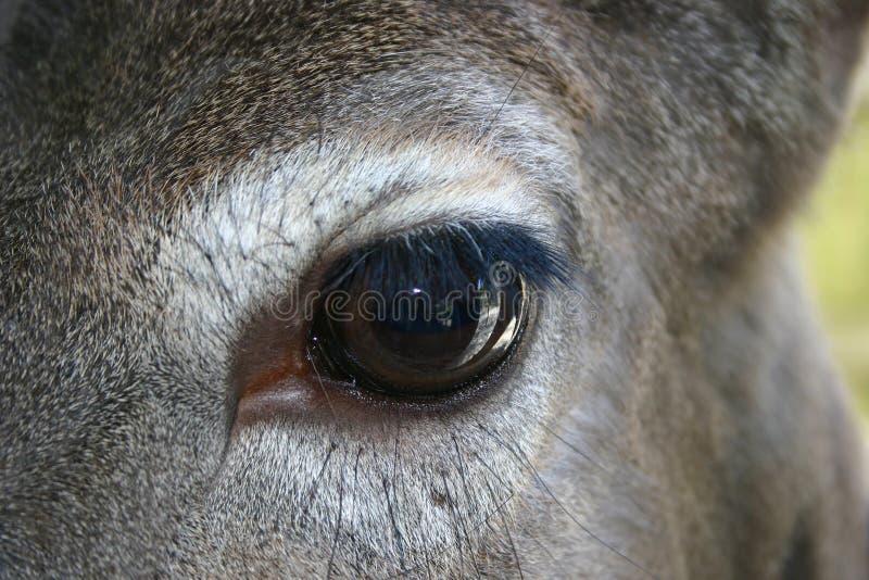 13,123 Deer Eye Stock Photos - Free & Royalty-Free Stock Photos from ...